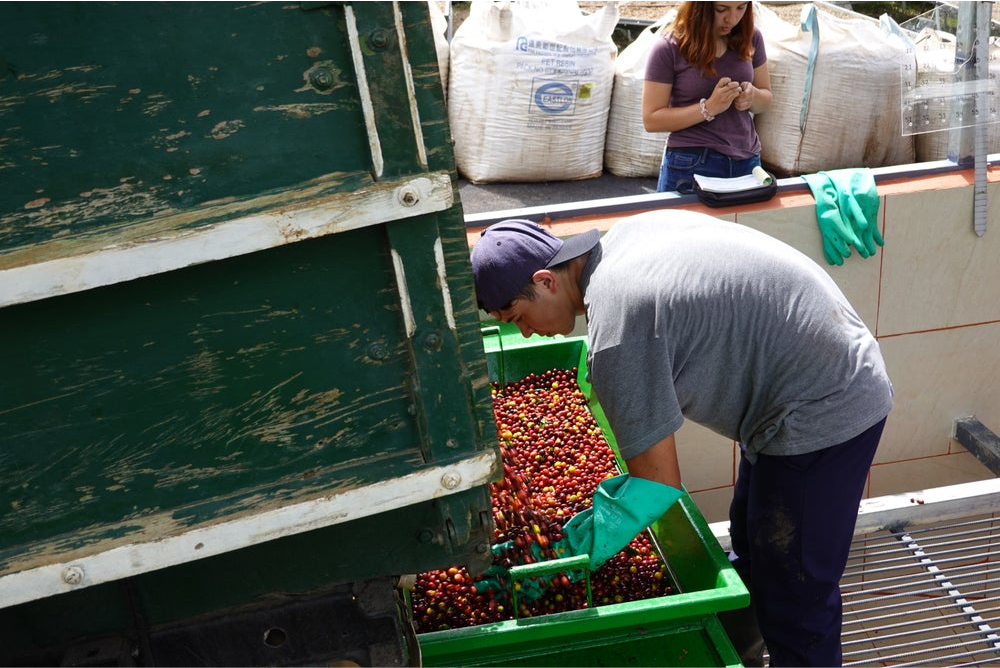 Costa Rica Candy Natural – Dusty Ape